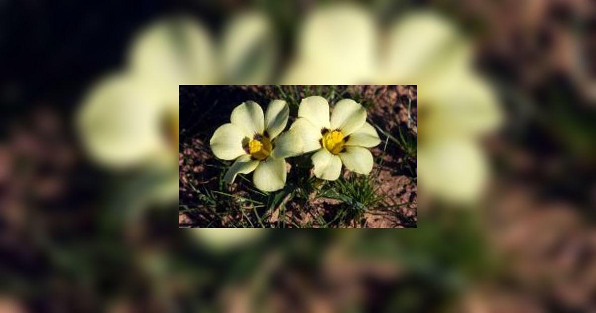 ¿La vuvuzela es una flor?