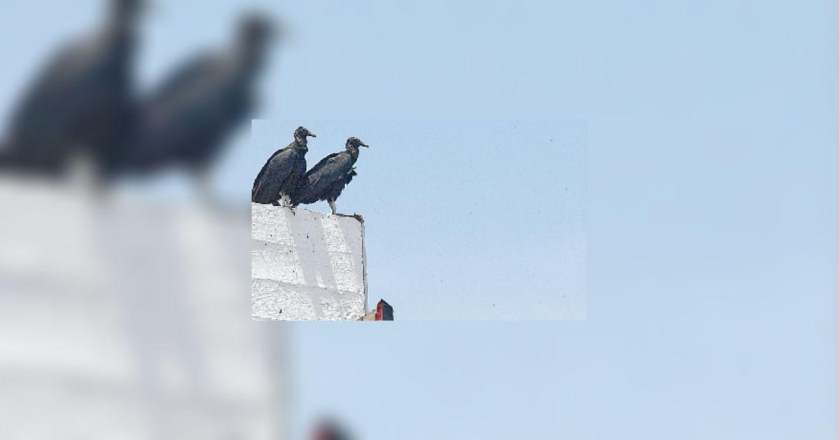 ¿Gallinazo no canta en puna?