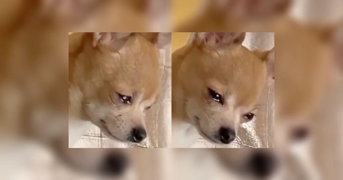 YouTube: tierno chihuahua llora tras ver cantar a su dueño
