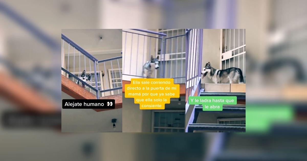 Perro es regañado por su dueño y va a acusarlo con su "abuela" [VIDEO]