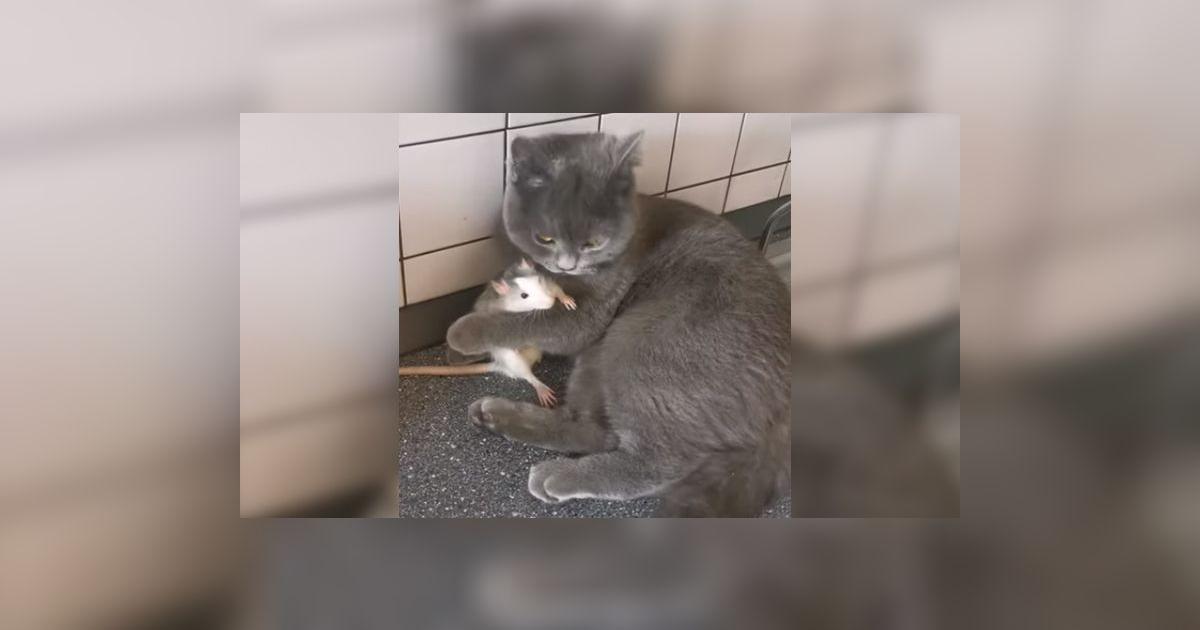 Gato le perdona la vida a una rata y ahora lo cuida como si fuera su ...