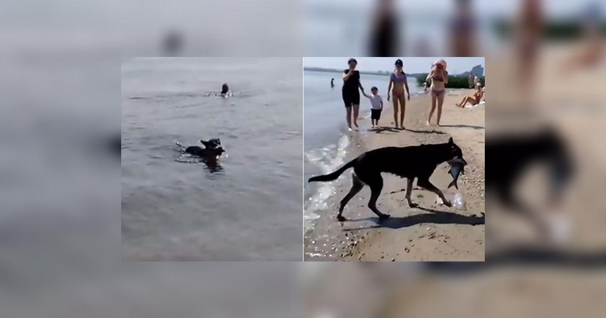 Perro ingresa al mar y pesca a un pez ante la mirada de todos [VIDEO]