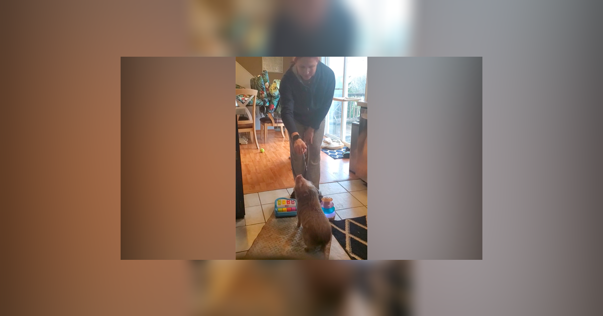 YouTube: inteligente cerdo con habilidades únicas sorprende en redes ...