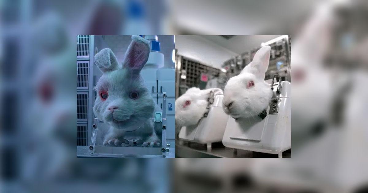 Salva a Ralph: Las pruebas cosméticas existen y se llaman test de Draize