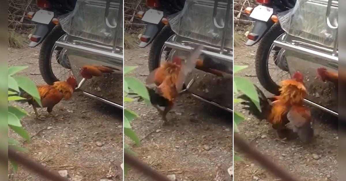 Gallo es captado "peleando" con su propio reflejo y video es furor en ...