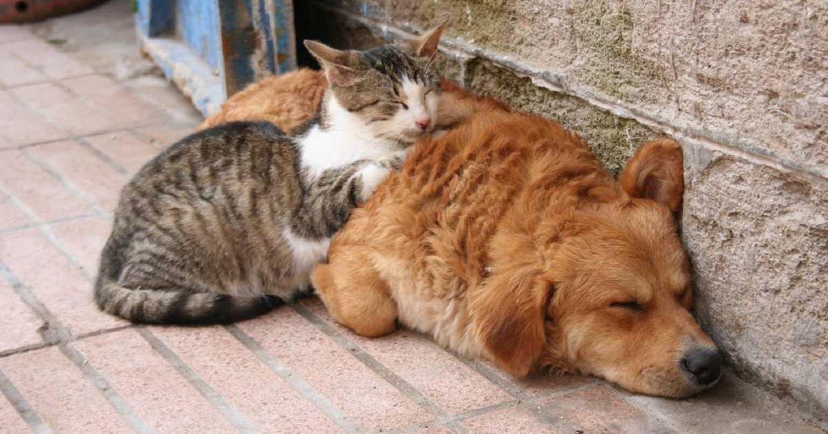 Congreso Aprobó Ley Cuatro Patas Que Propone Esterilización De Perros
