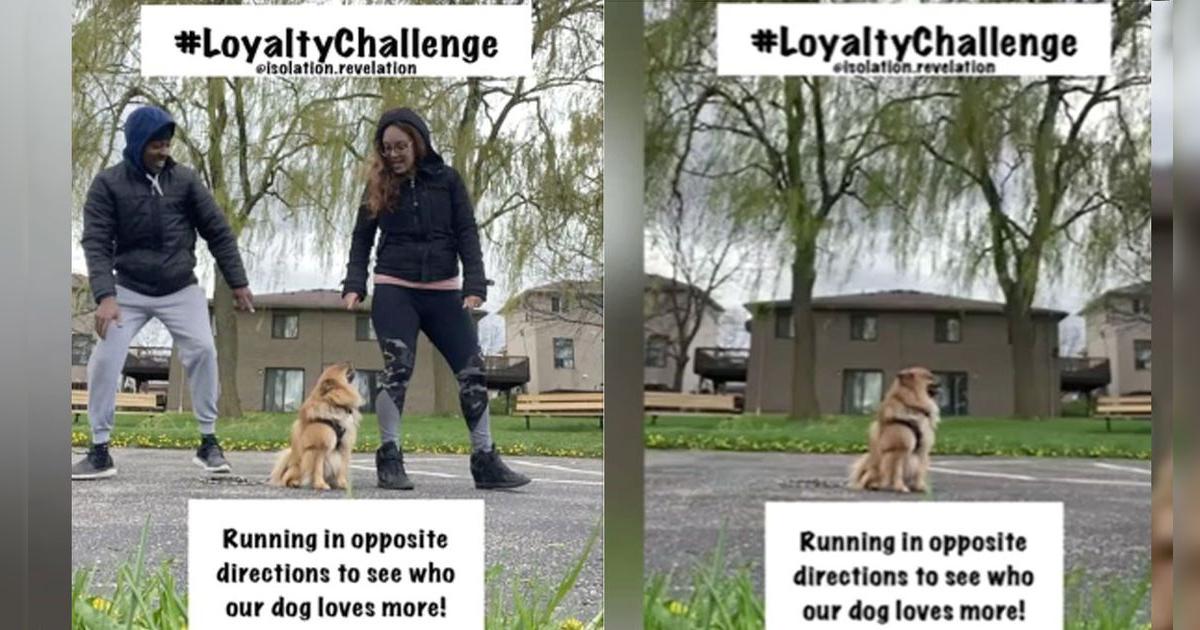 Cosmo, el perro que se rebela contra el "reto viral de la lealtad" en ...
