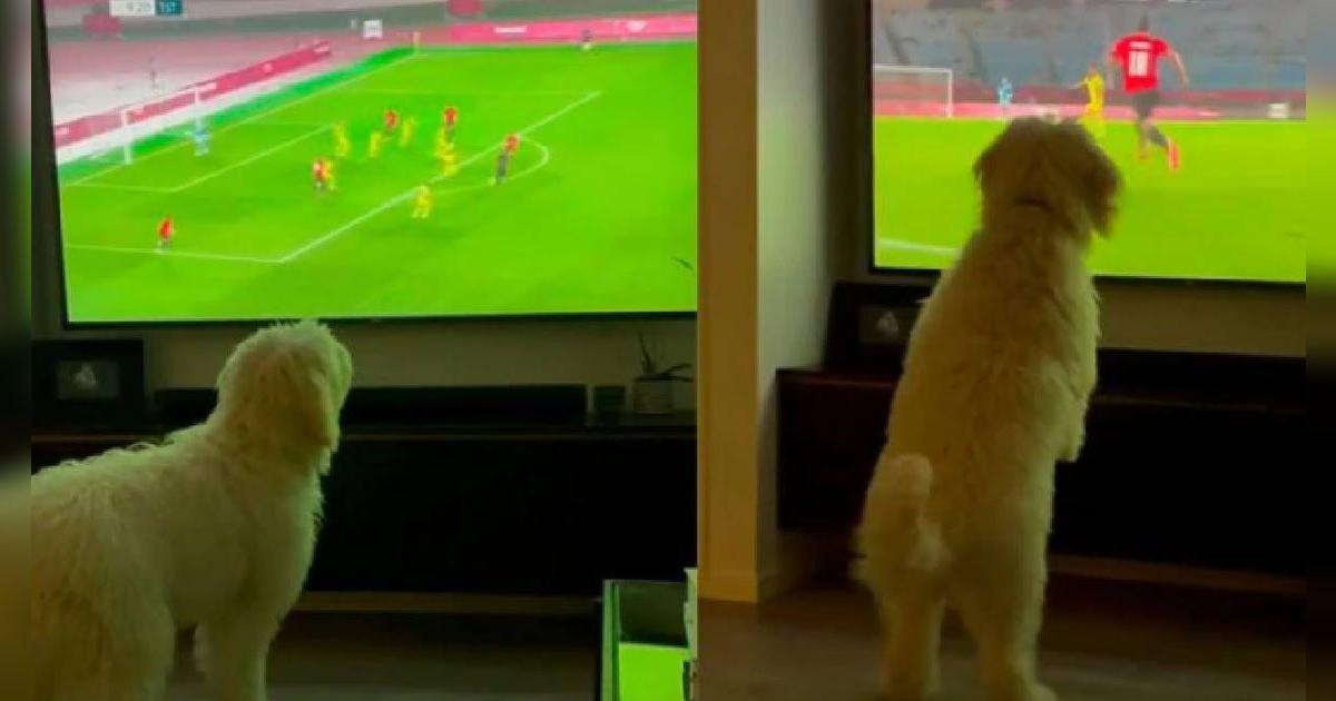 Perro se emociona al ver un partido de fútbol y video se hace viral en ...