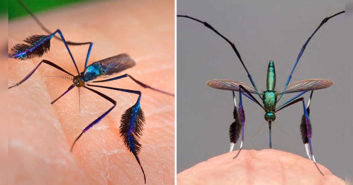 El Mosquito 'Sabethes' se vuelve viral al considerase el más bonito del ...