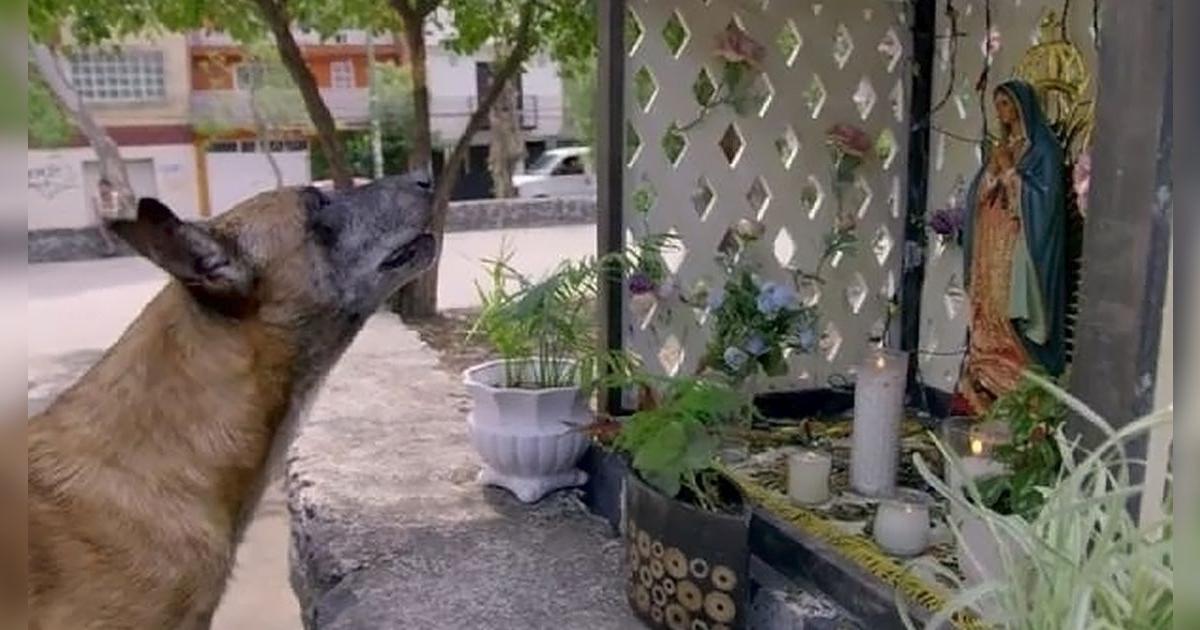 "La rosa de Guadalupe": Capítulo presenta a un perro pidiendo milagro a ...