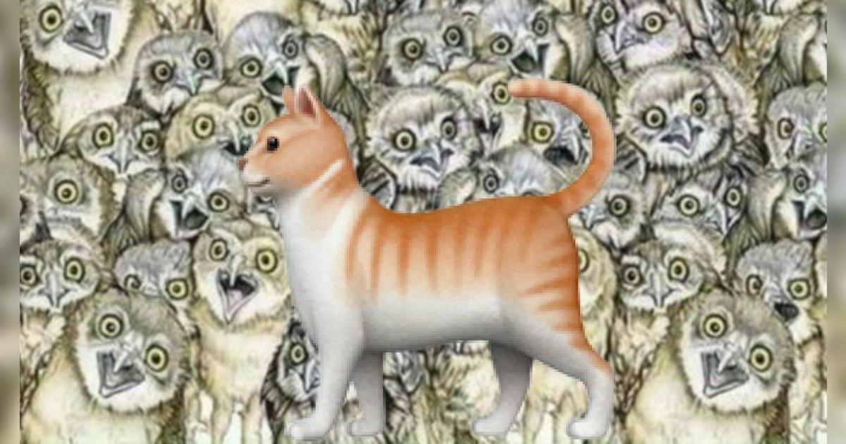 ¿Lograrás ubicar al gatito? Solo tienes 8 segundos para resolver este ...