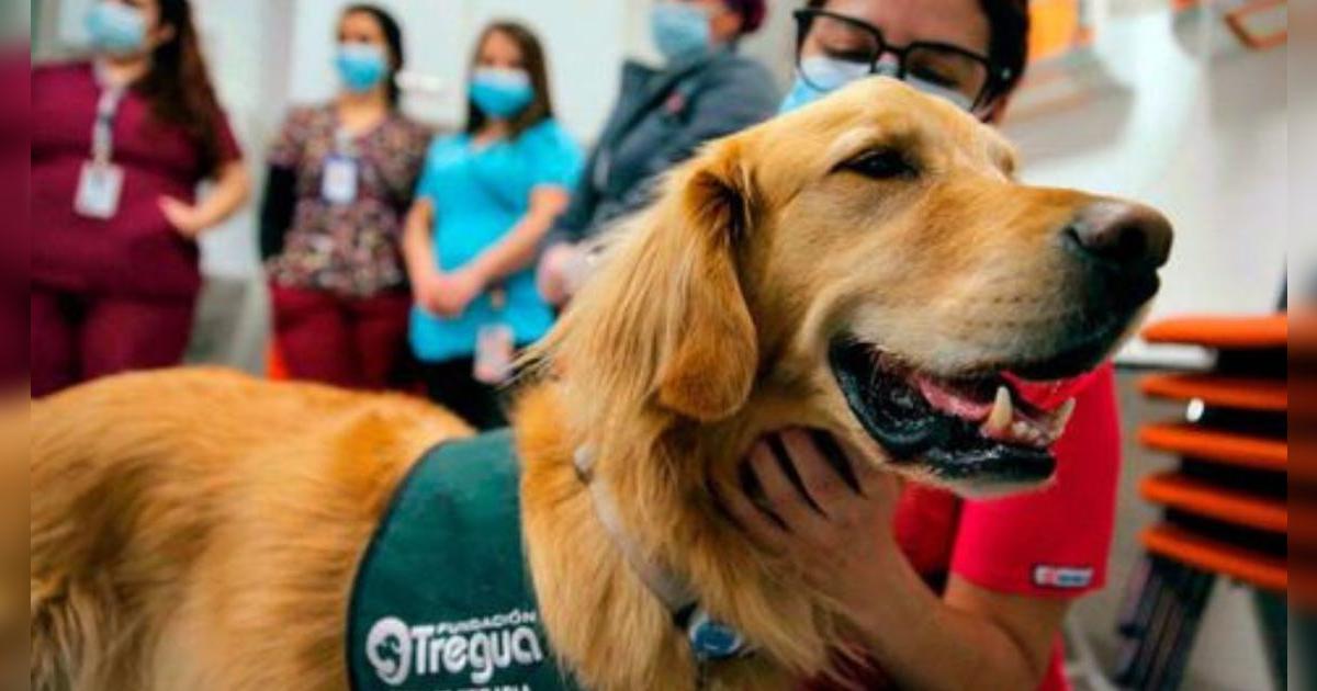 ¿Cómo saber si tu perro está feliz? Guía para entender las emociones de ...