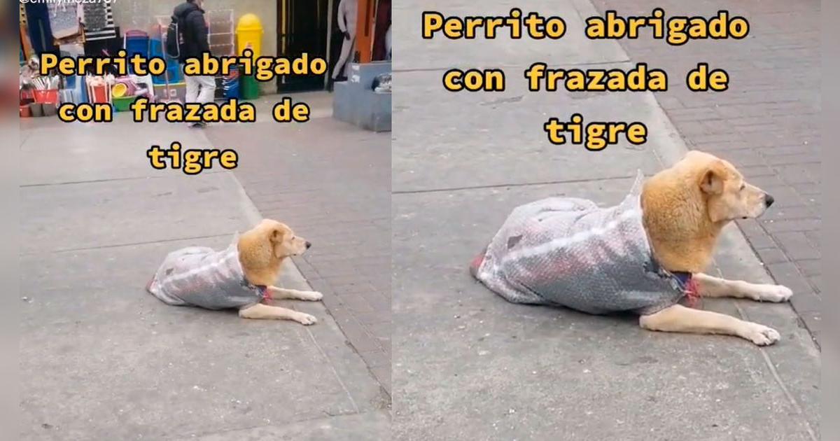 Peruano confecciona prenda con frazada tigre para que su perro no pase frío