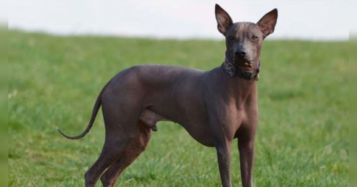 Perro peruano: ¿Por qué esta raza no tiene pelo y qué beneficios aporta ...