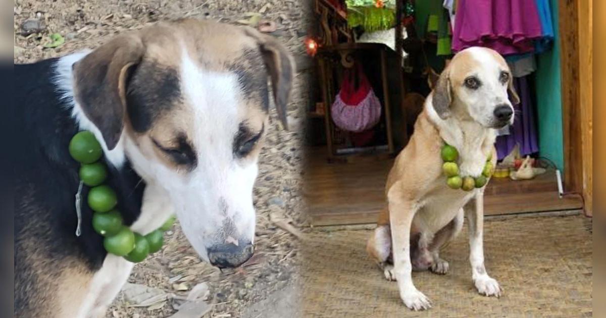 ¿Por qué los peruanos cuelgan limones en el cuello a sus perros?