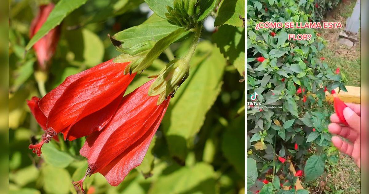 ¿Cómo se llama la flor roja que de niños 'comíamos' por su dulce sabor?