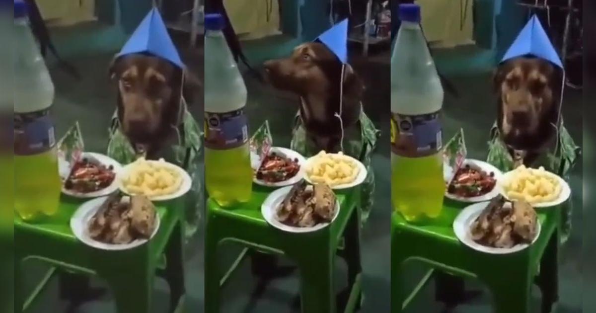 Familia celebra cumpleaños de su perro con pollo a la brasa y se vuelve ...