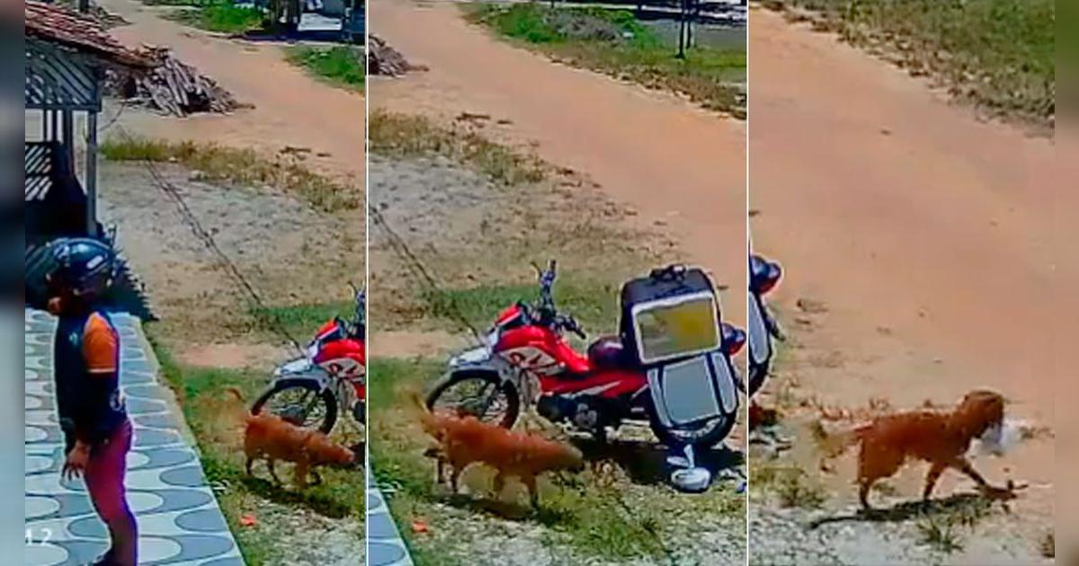 Repartidor de Rappi se descuida y perrito se da un 'banquete' con el pedido