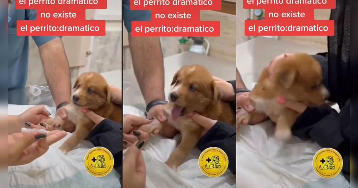 Perrito 'dramático' llora al ver que le pondrán una inyección y se ...
