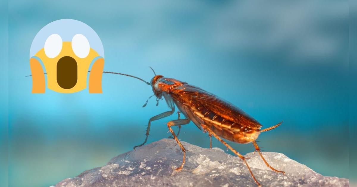 ¿Es verdad que la cucaracha puede vivir sin cabeza por semanas? Aquí te ...