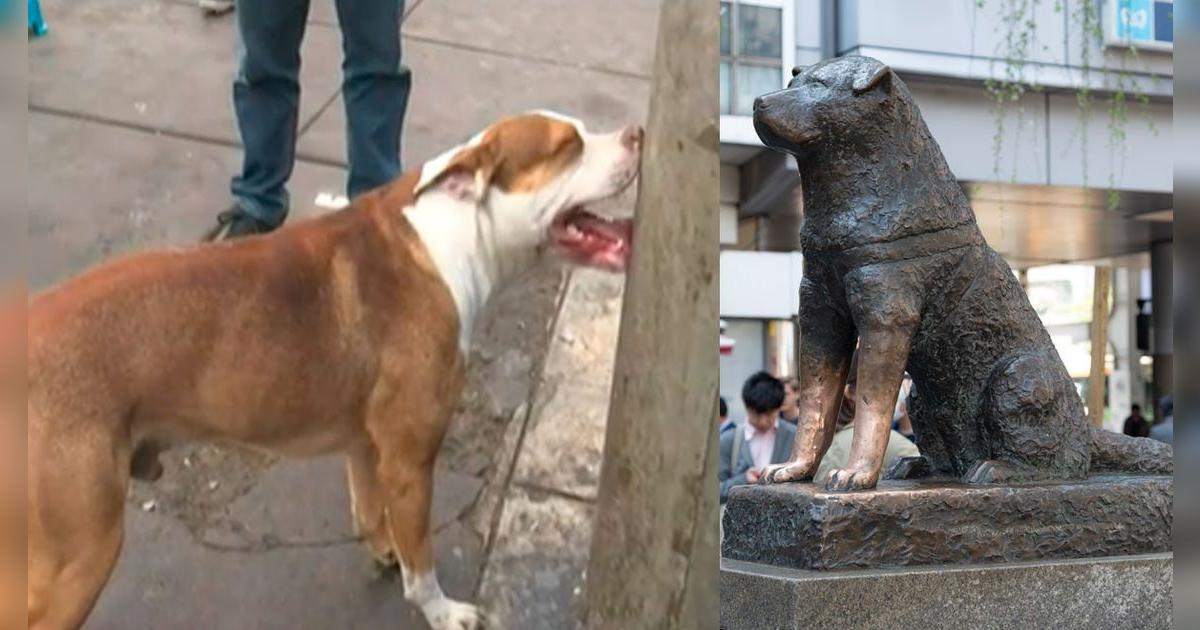 'Hachiko peruano': perro espera a su dueño sin saber que este falleció ...