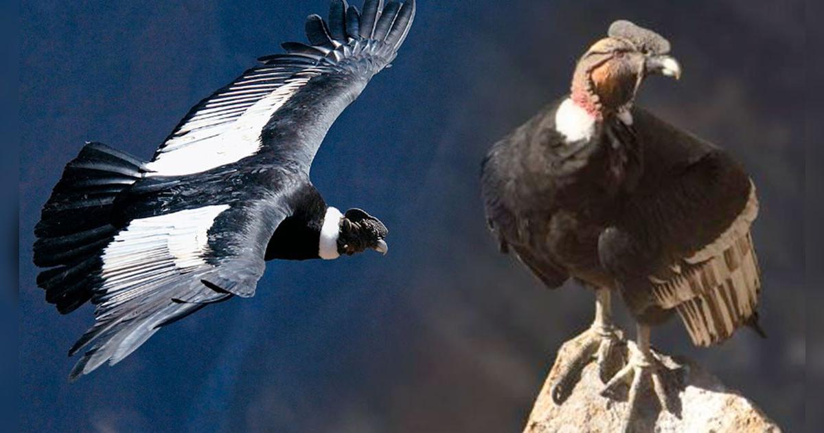 ¿Por qué el cóndor andino es una ave emblemática en el Perú?