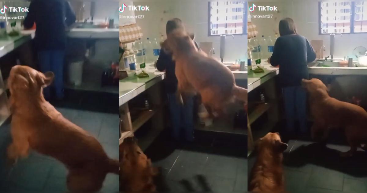 Viral: Perrito imita al burro de 'Shrek' y conquista a miles de ...