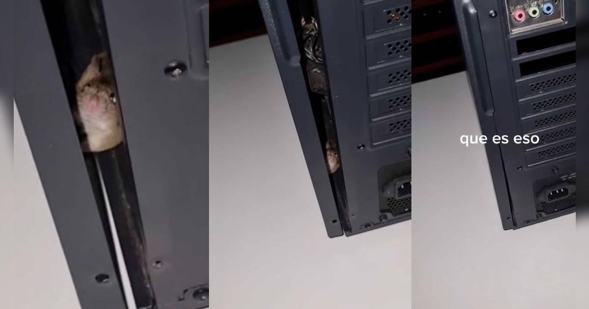 Escucha ruido extraño en su computadora y 'visitante' lo sorprende ...