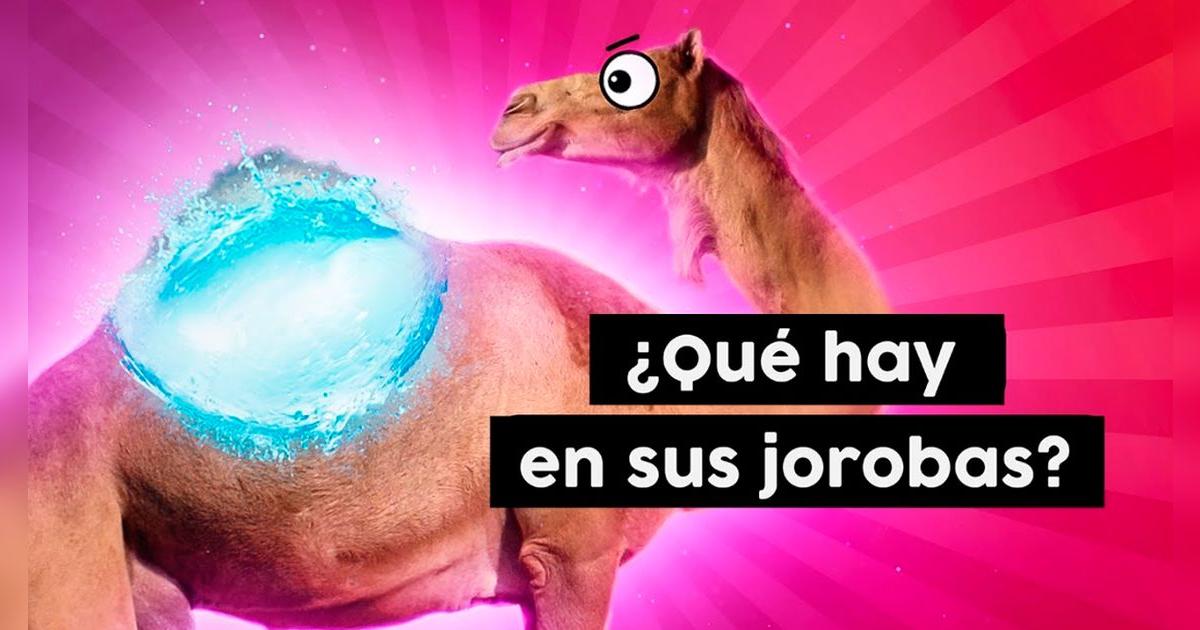 ¿Qué hay en la joroba de un camello? El misterio que ocultan estos animales