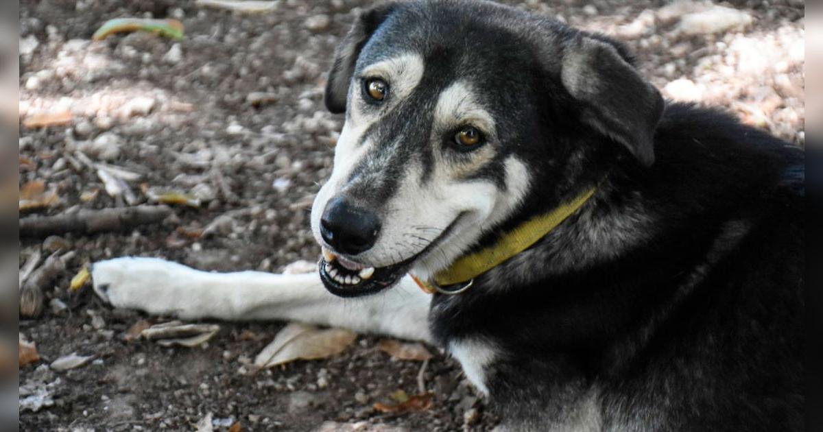 ¿Cuál es el origen del nombre 'Firulais' y por qué se usa en perritos ...