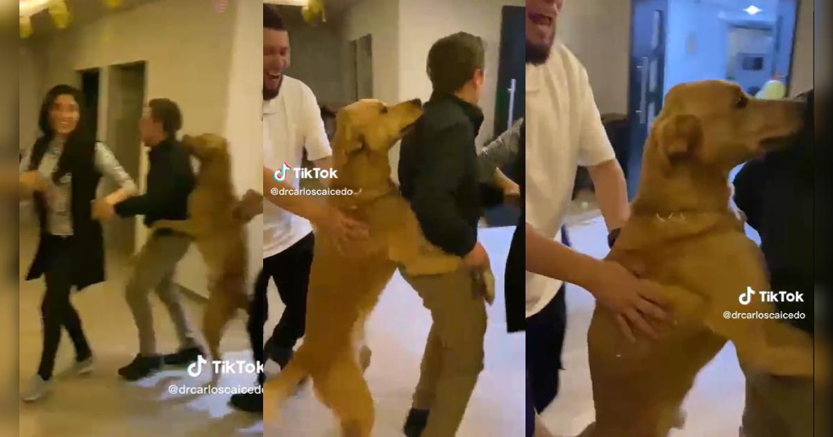 TikTok: Perrito despidió el año 'haciendo trencito' al ritmo de 'El ...