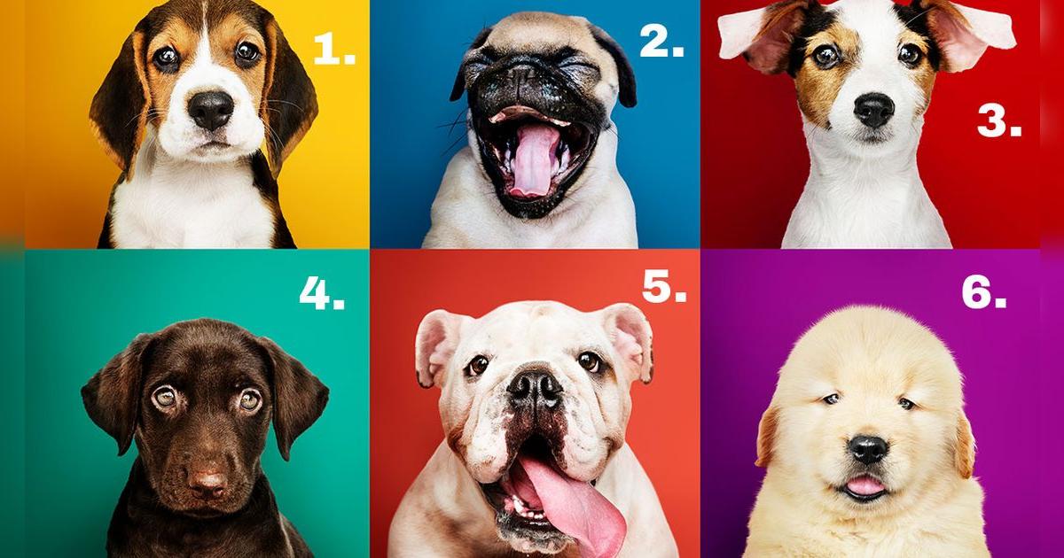 ¿Con qué perro te identificas? Elige bien, este test revelará qué tan ...