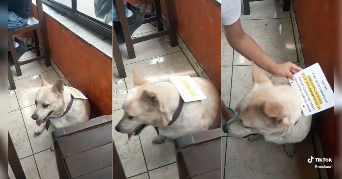 TikTok: perrito pide que le ayuden a hacer dieta con divertido cartel ...