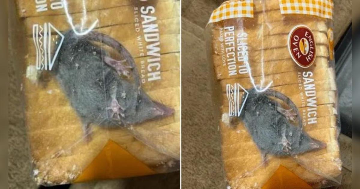 Joven compró pan por Internet y delivery llegó con 'sorpresa': una rata ...