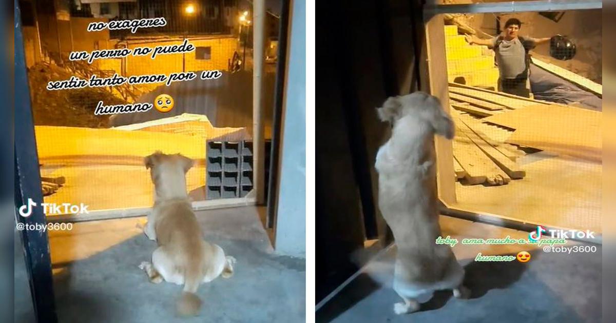 Perro se queda despierto hasta la madrugada para esperar el regreso de ...