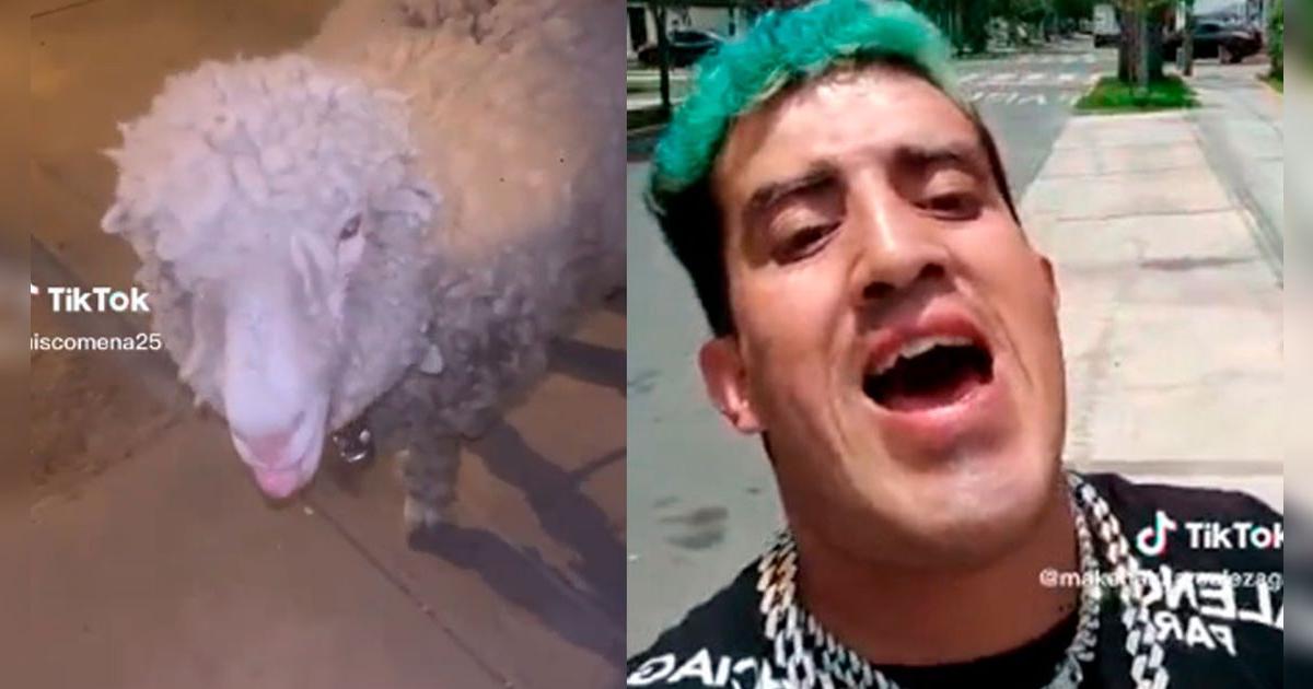 Le pide a oveja que bote su "gaaa" como Makanaky y animal sorprende con ...