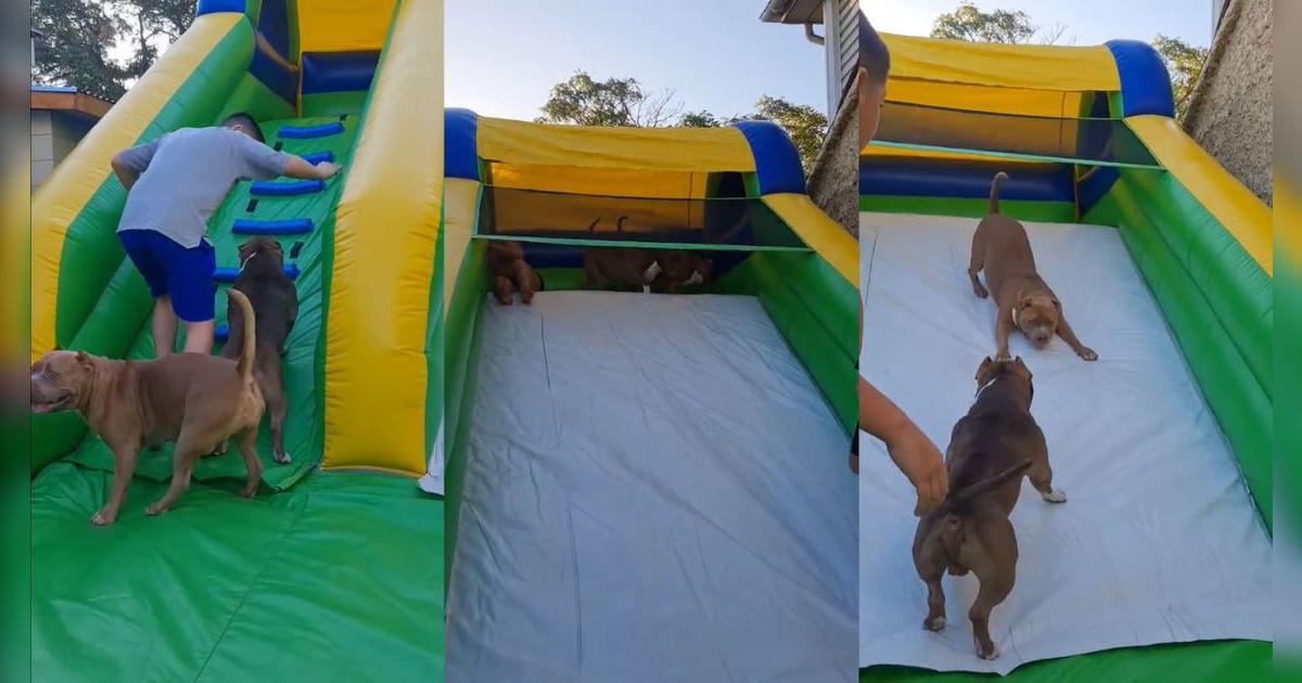 Perritos causan ternura por bajar de tobogán inflable sin ayuda: "Qué ...