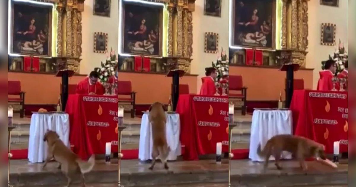 Perrito se vuelve viral por llevarse un pan mientras se predicaba la ...
