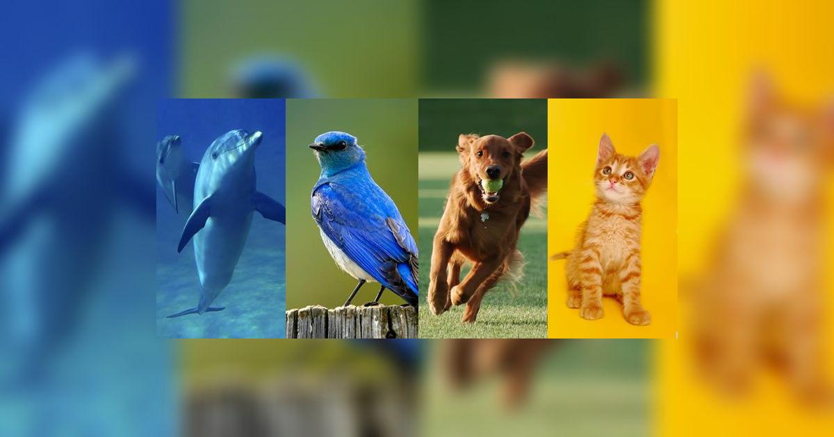 ¿Con cuál te identificas? Elige uno y sabrás lo que caracteriza a tu ...