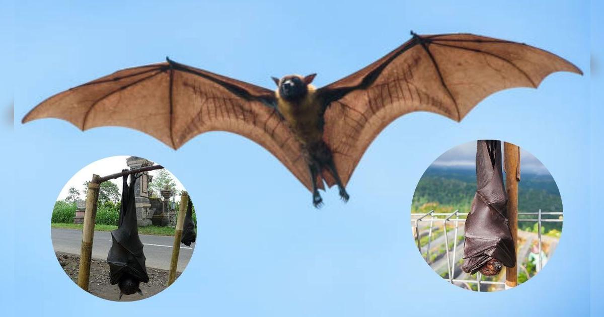 Zorro volador filipino: ¿Hasta cuánto puede medir el murciélago más ...