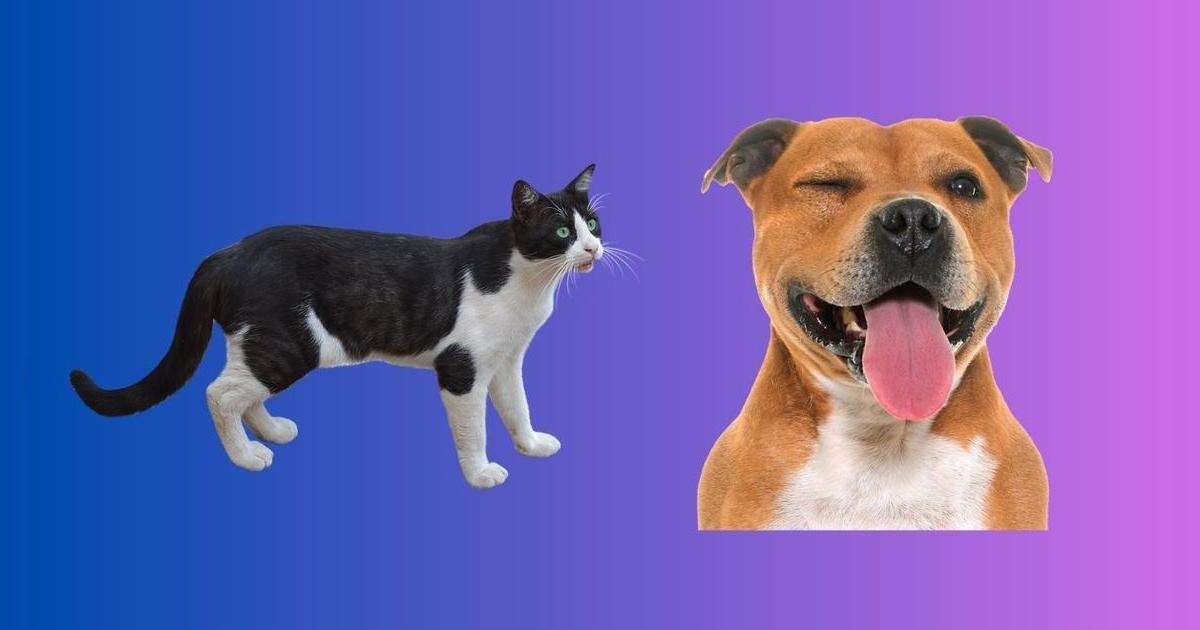 ¿Qué animal te parece más lindo? Tu elección indicará si crees en las ...