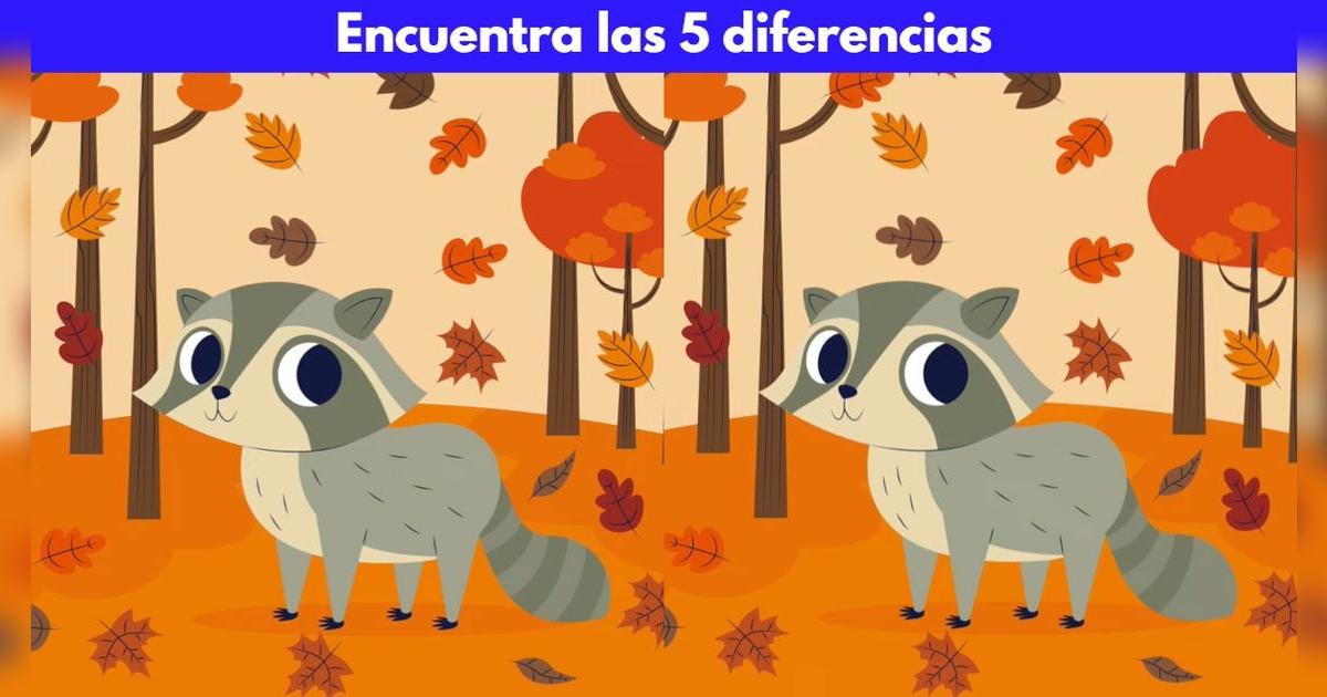 Ubica las 5 diferencias entre los mapaches: solo el 2% de personas ...