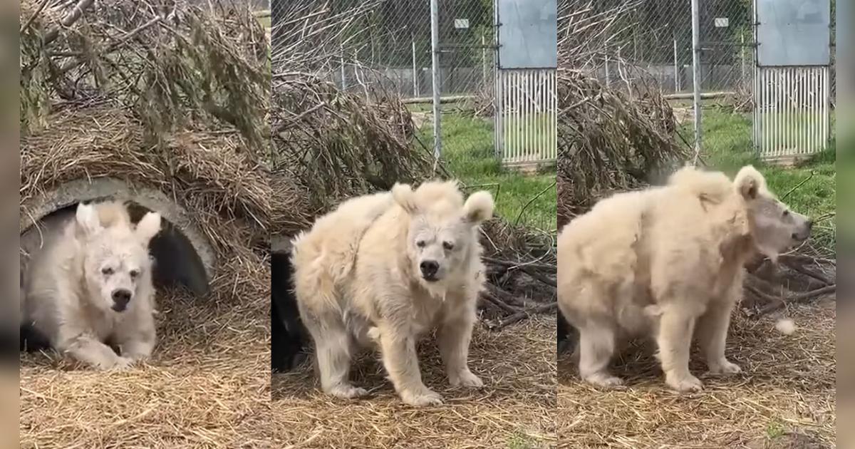 Oso termina su hibernación y al salir sorprende con su apariencia ...