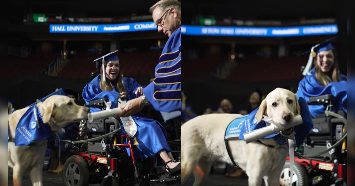 Un perro se graduó junto a su dueña y recibe diploma por asistir a ...