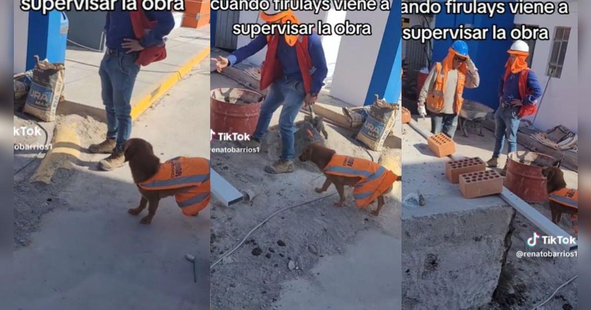 Perrito es jefe de obras en construcción e impone trabajo duro: "Llegó ...
