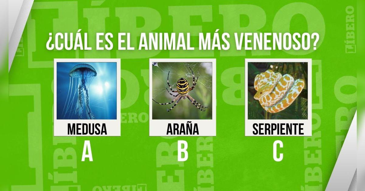¿Cuál es el animal más venenoso? Elige entre la medusa, serpiente y araña