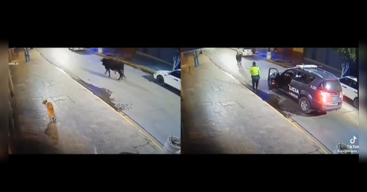 Policía se cree vaquero e intenta capturar torito, pero el animal le da ...