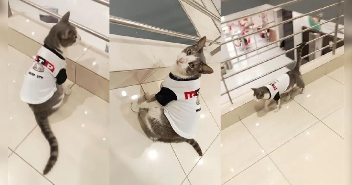 Gatito es captado en las instalaciones de la UTP y se vuelve viral ...