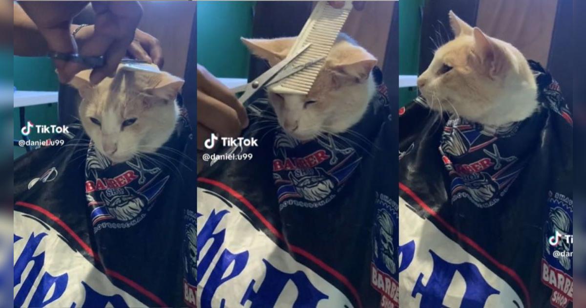 Gatito fue al barbero para mejorar su estilo y se vuelve viral: "El ...