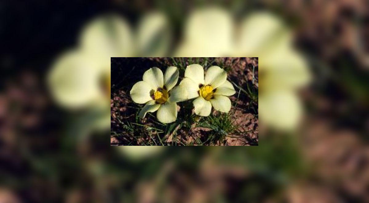 ¿La vuvuzela es una flor?